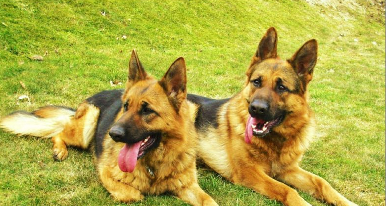 Istituto Nazionale per lo Studio del Comportamento Animale